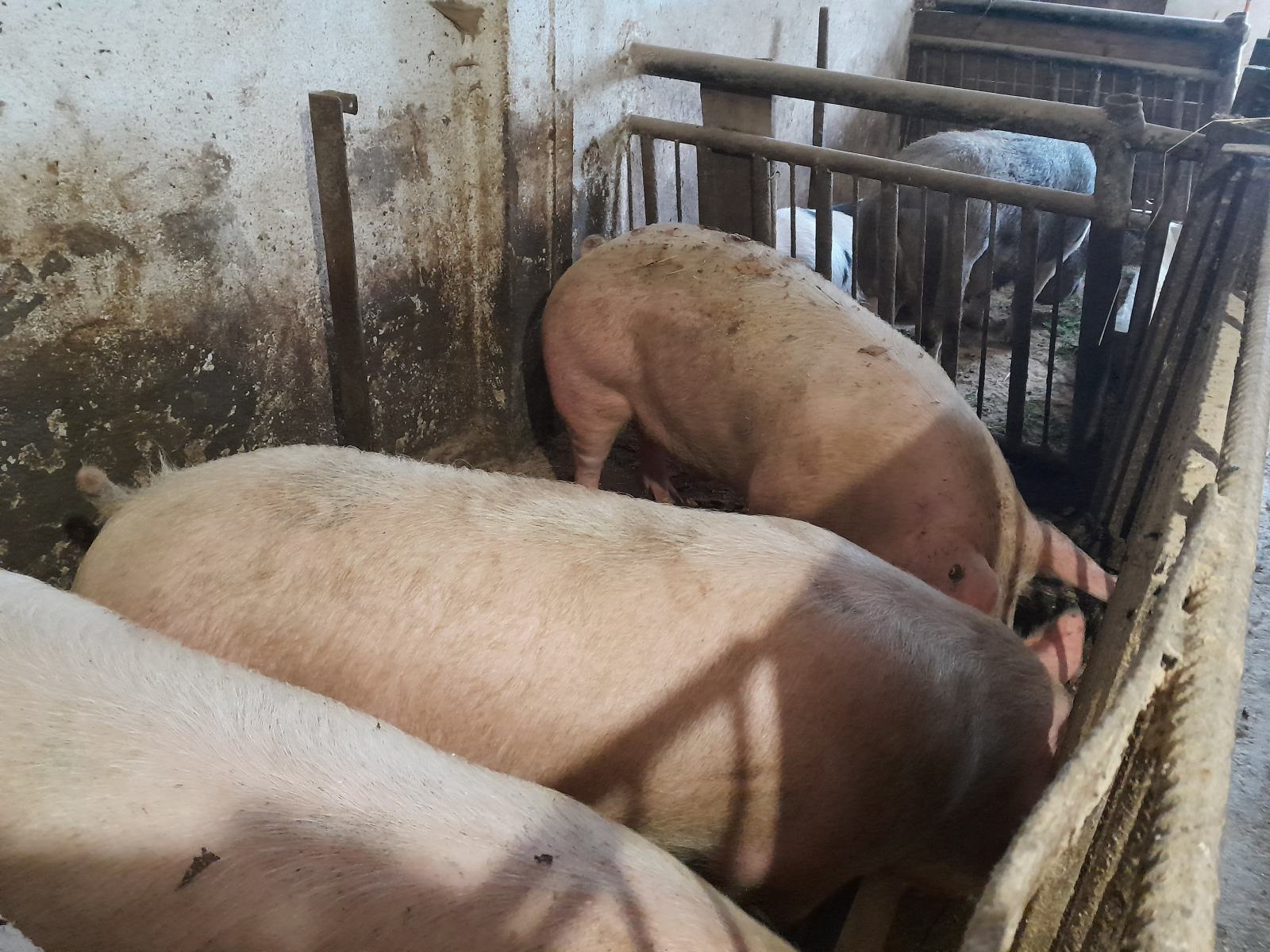 Prodam prašiče za zakol