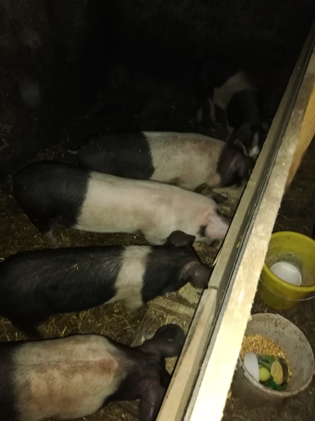 Prodam pujsa za zakol