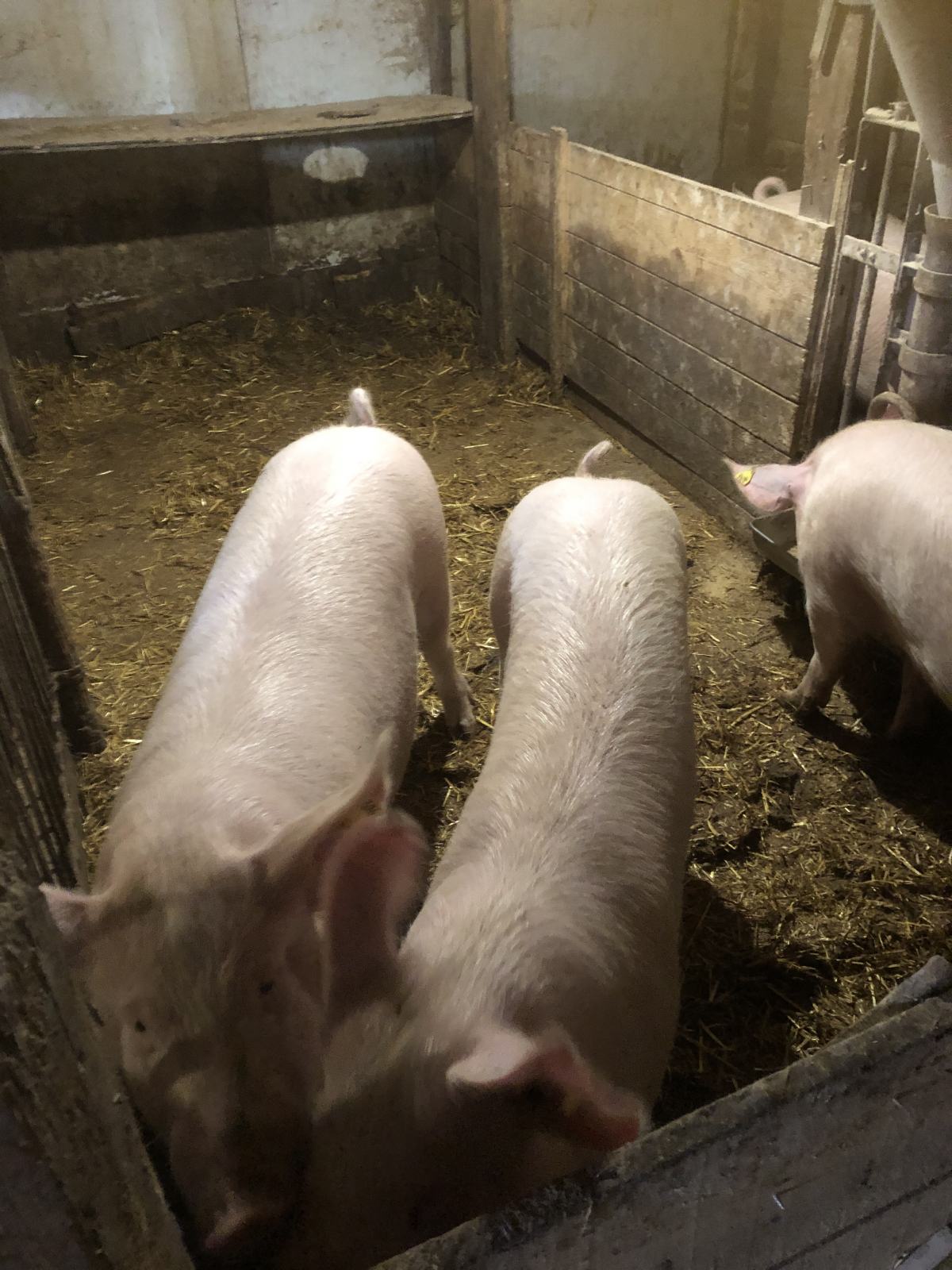 Prodam pujsa za zakol ali nadalno rejo