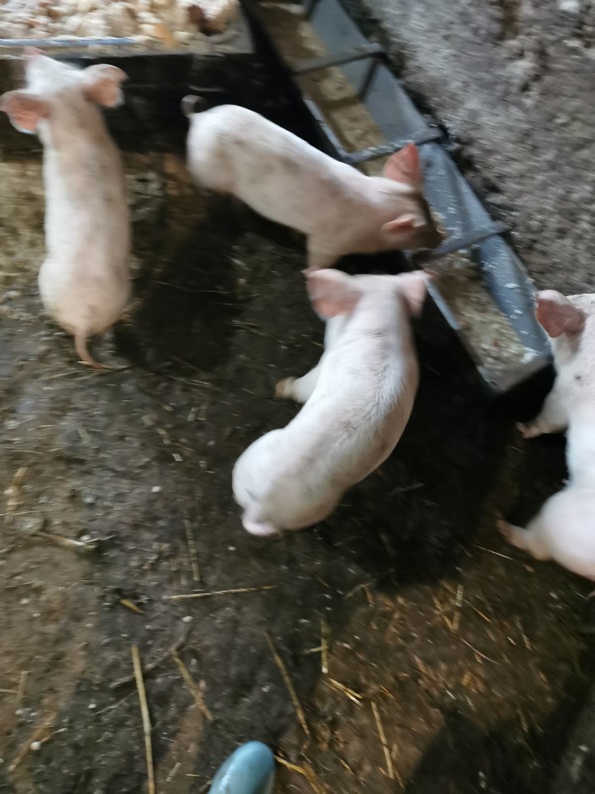 Prodam pujske za nadaljno rejo