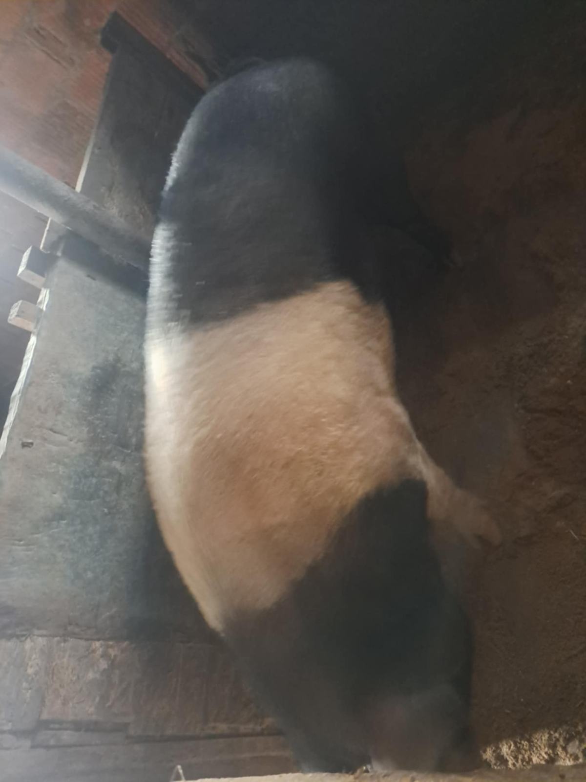 Prodam svinjo krskopoljske pasme 1x kotila cca 300kg.
