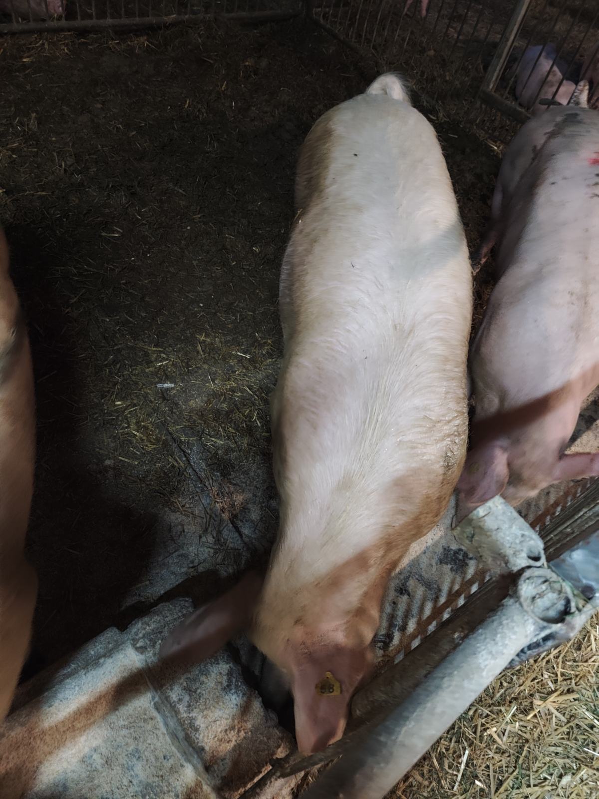 Prodamo 2 breji mladici