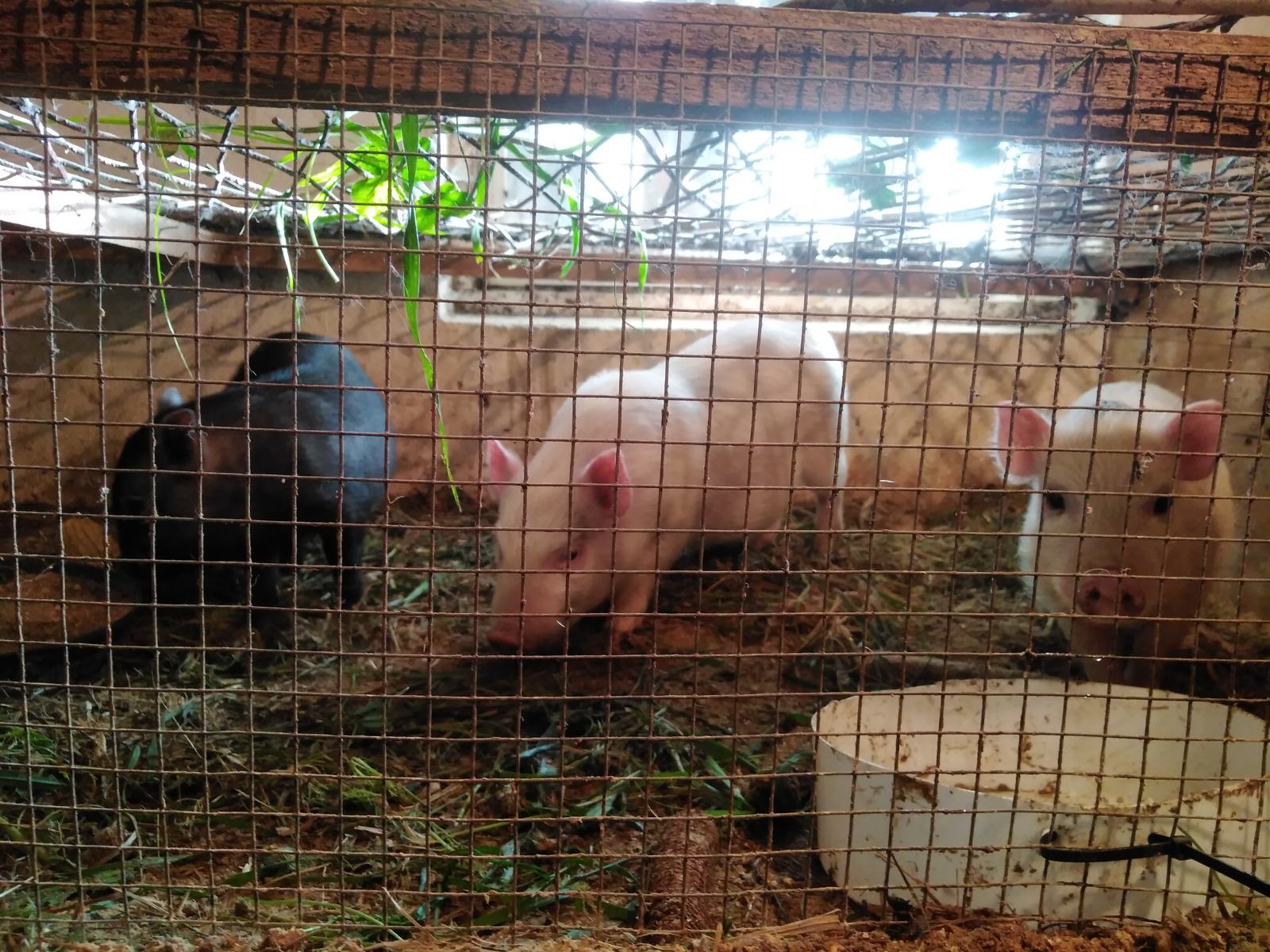 Vietnamski prašički-mini pujsi