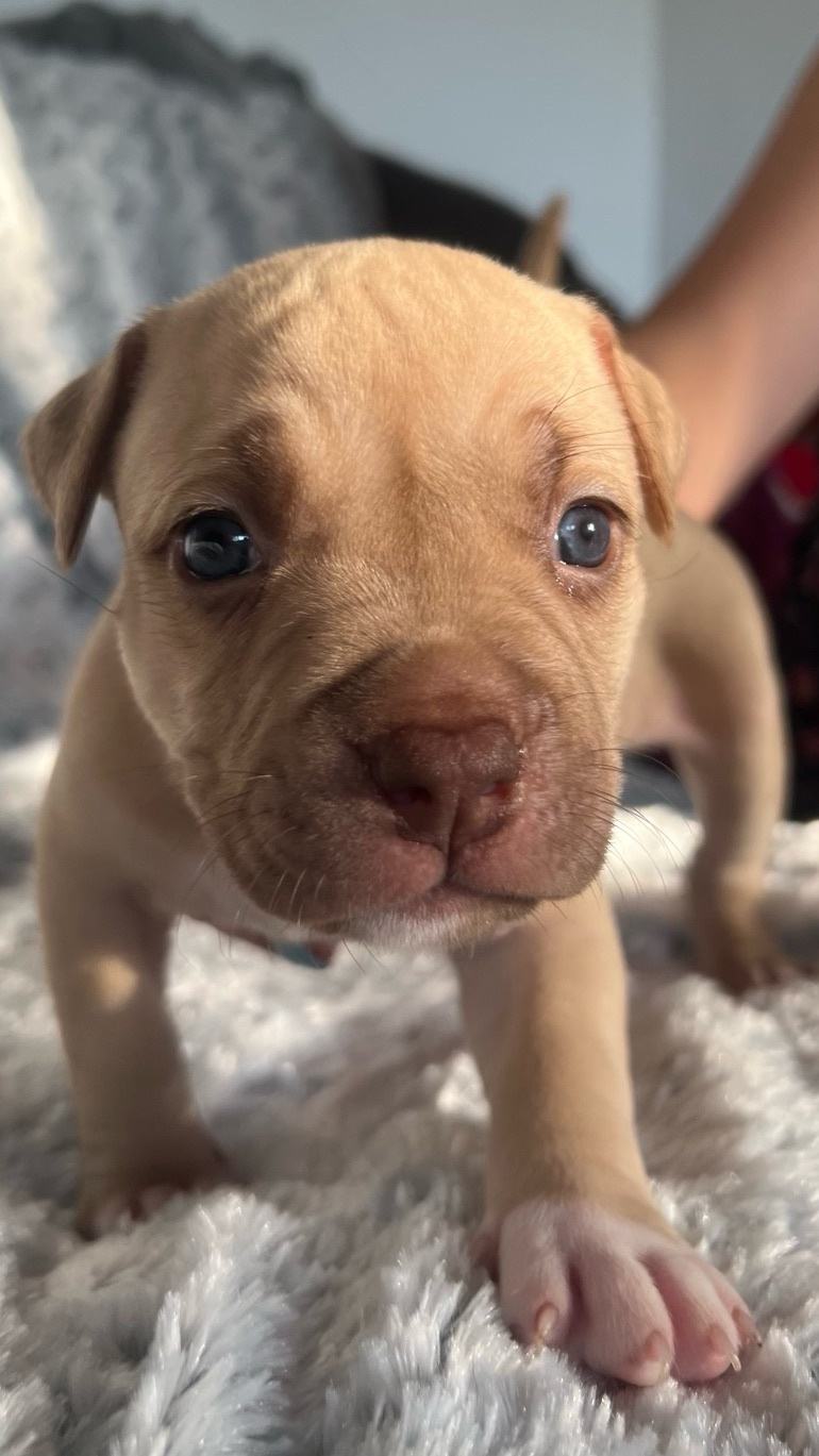 American bully classic