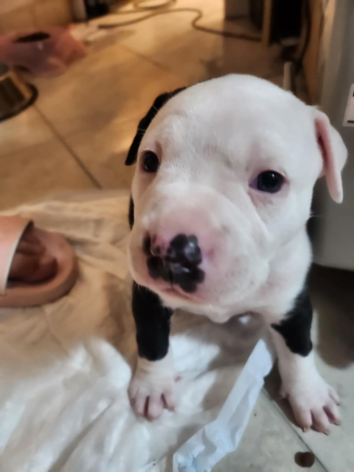 Ameriški Stafford in Ameriški Pit bull mladički