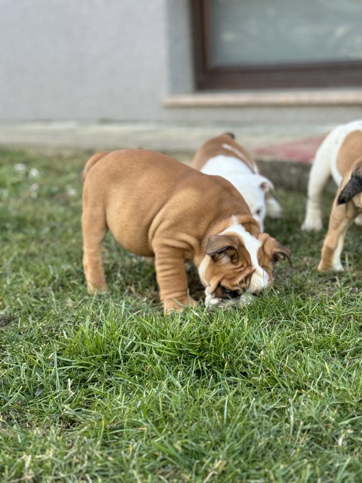 angleški buldog, english bulldog