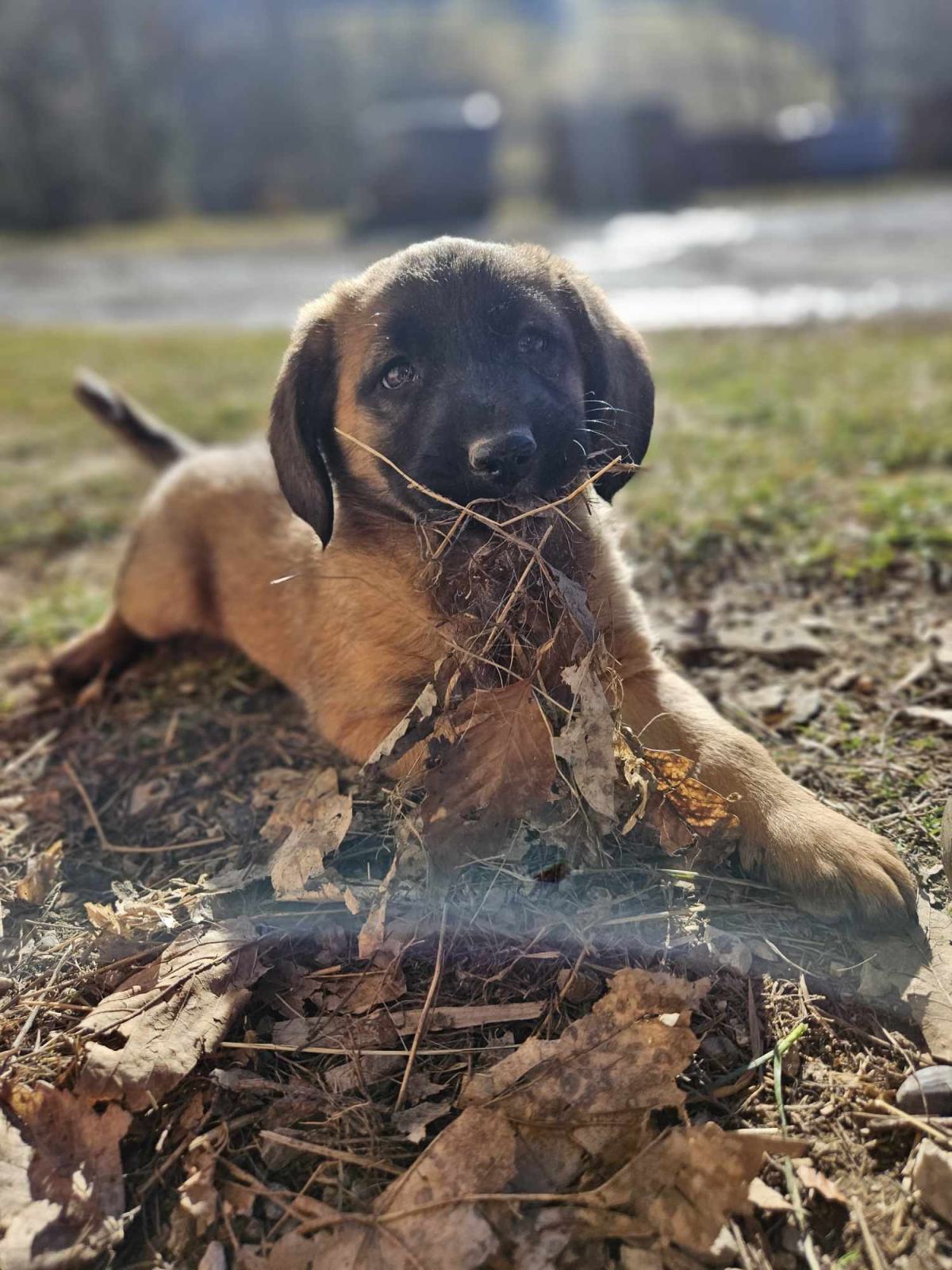 Barvarski barvar/border colie