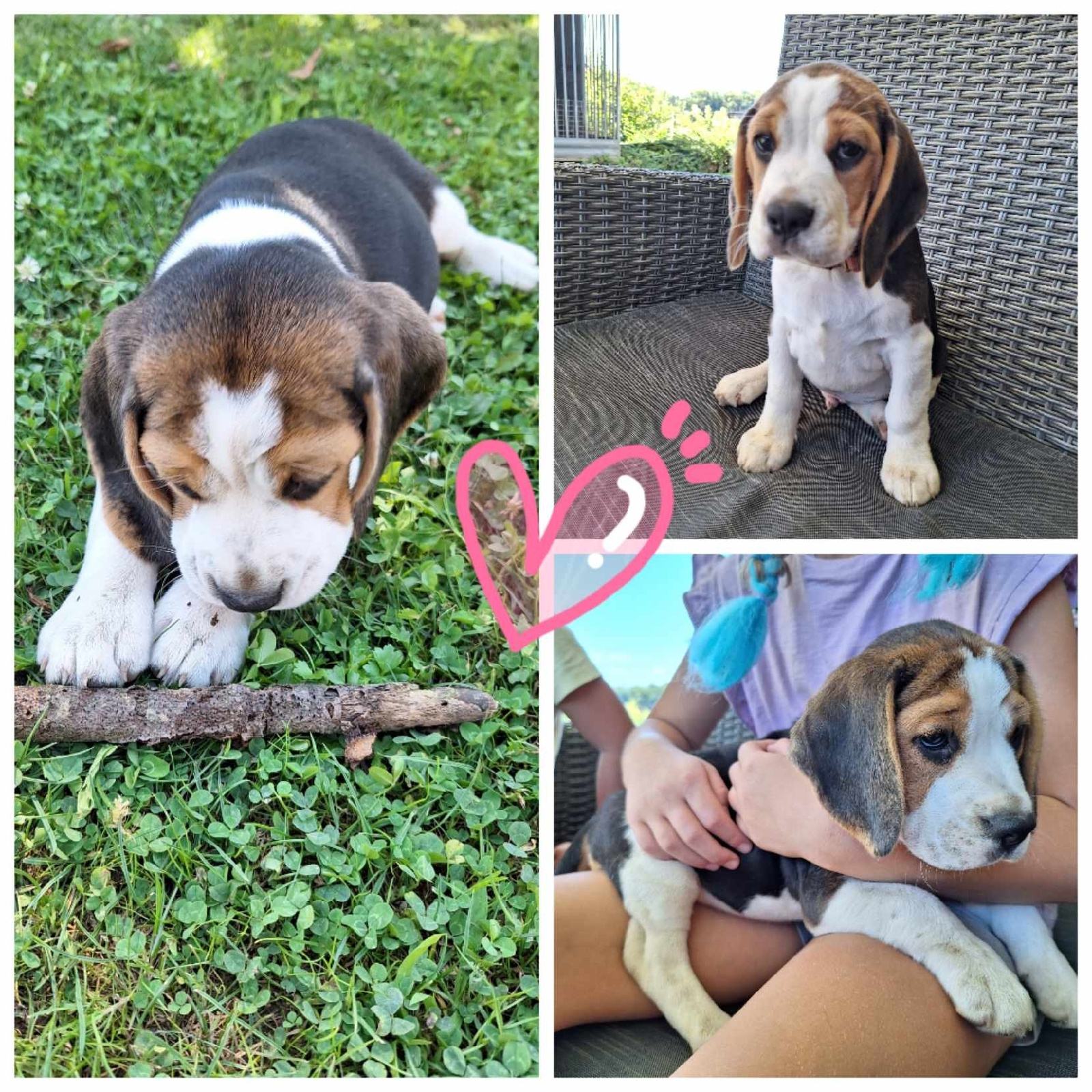 beagle bigl mladički