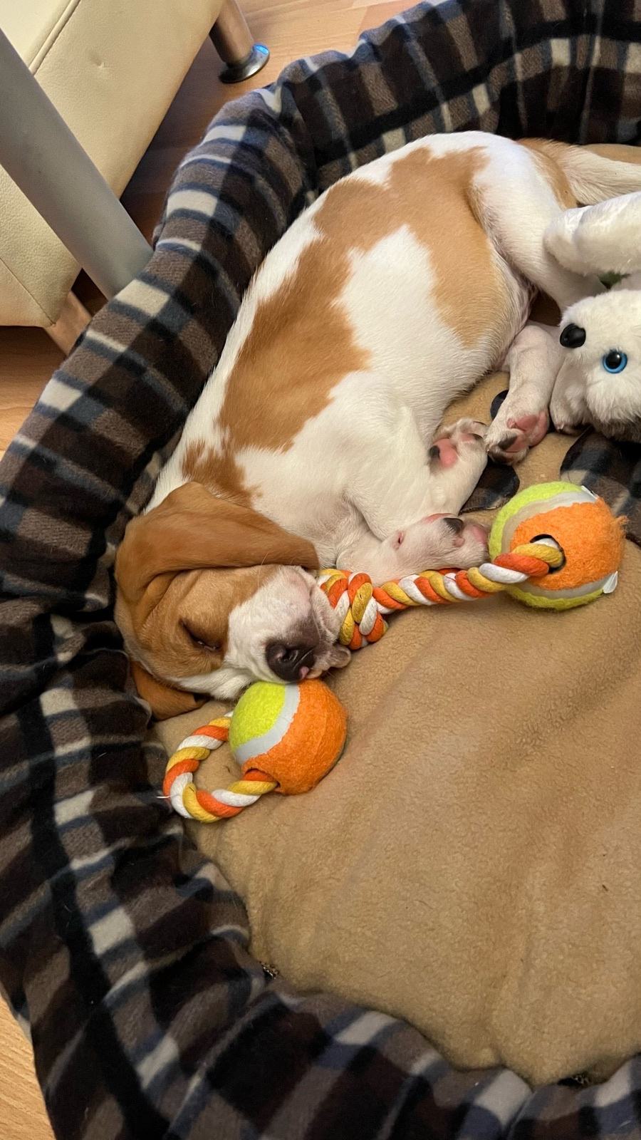Beagle