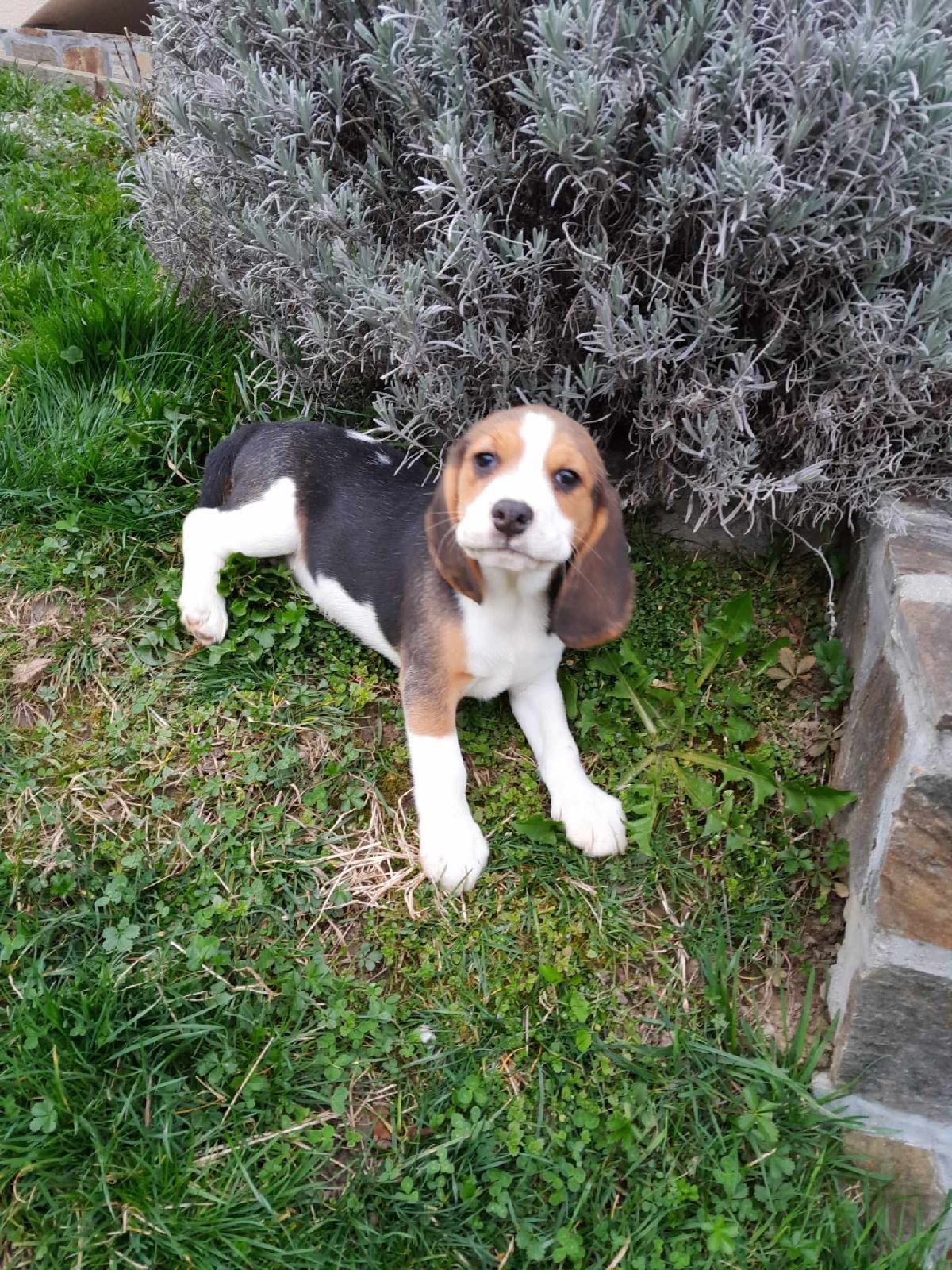Beagle