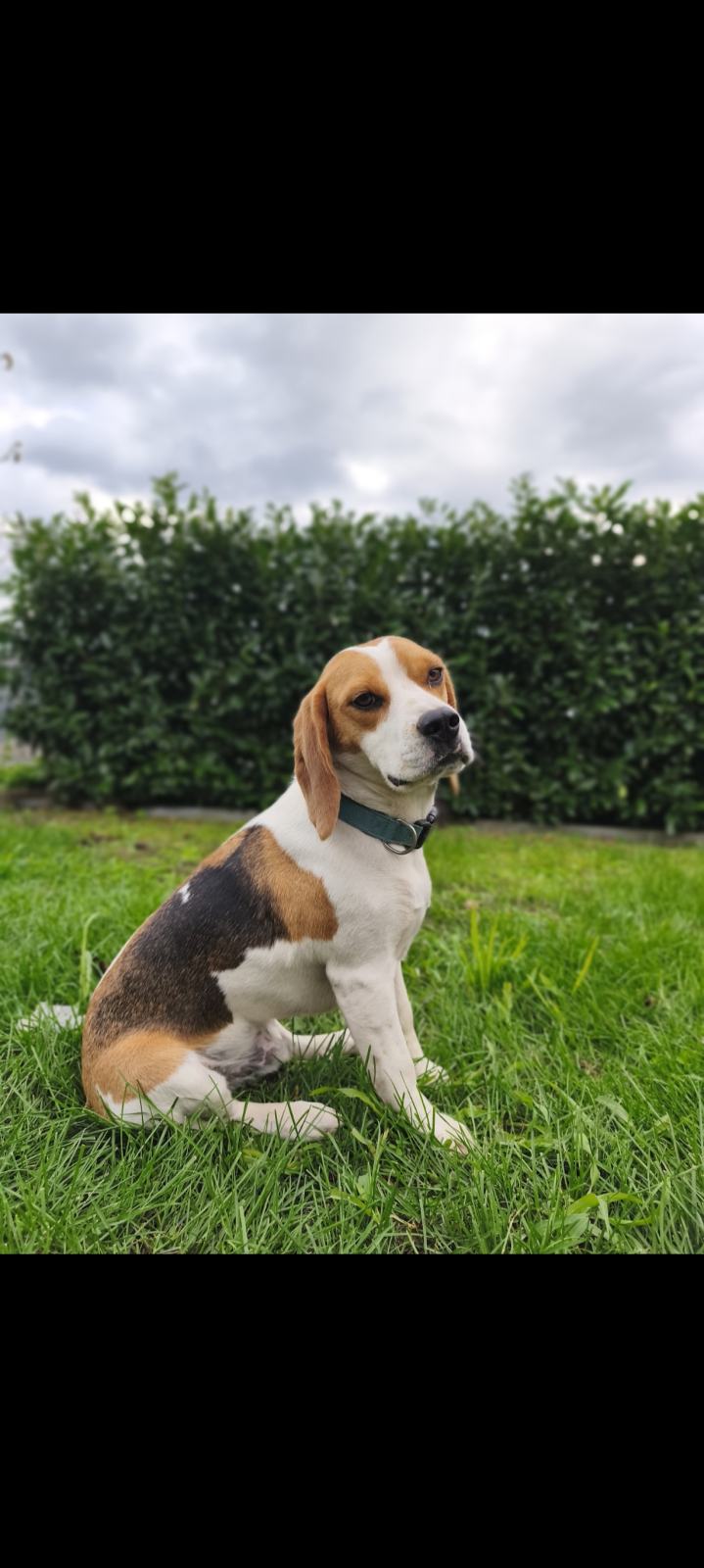 Beagle