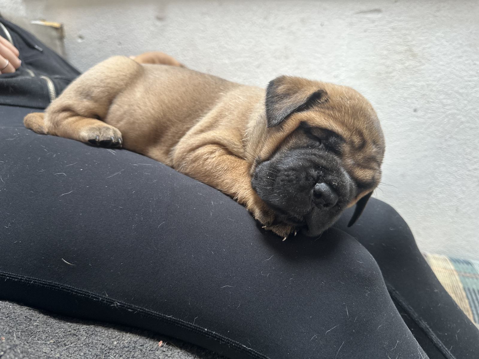 Bullmastif mladički / psi