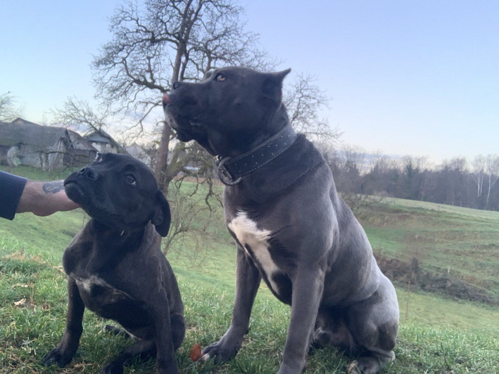 cane corso zadnja samička, zelo ugodno