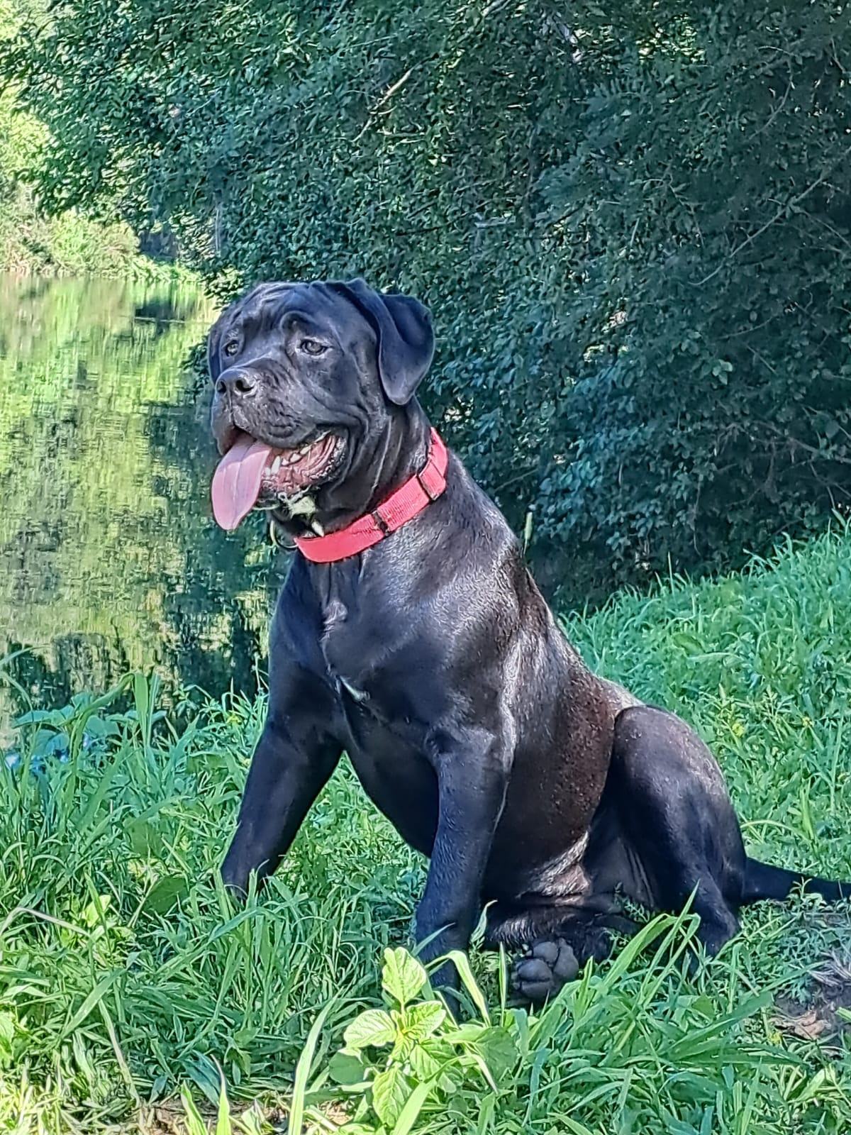 CANE CORSO