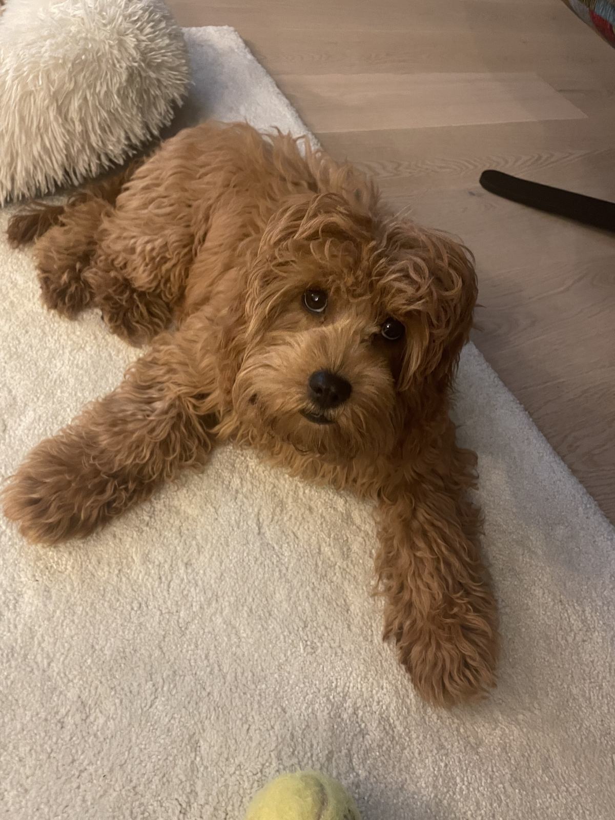 Cavapoo 5 mesecev