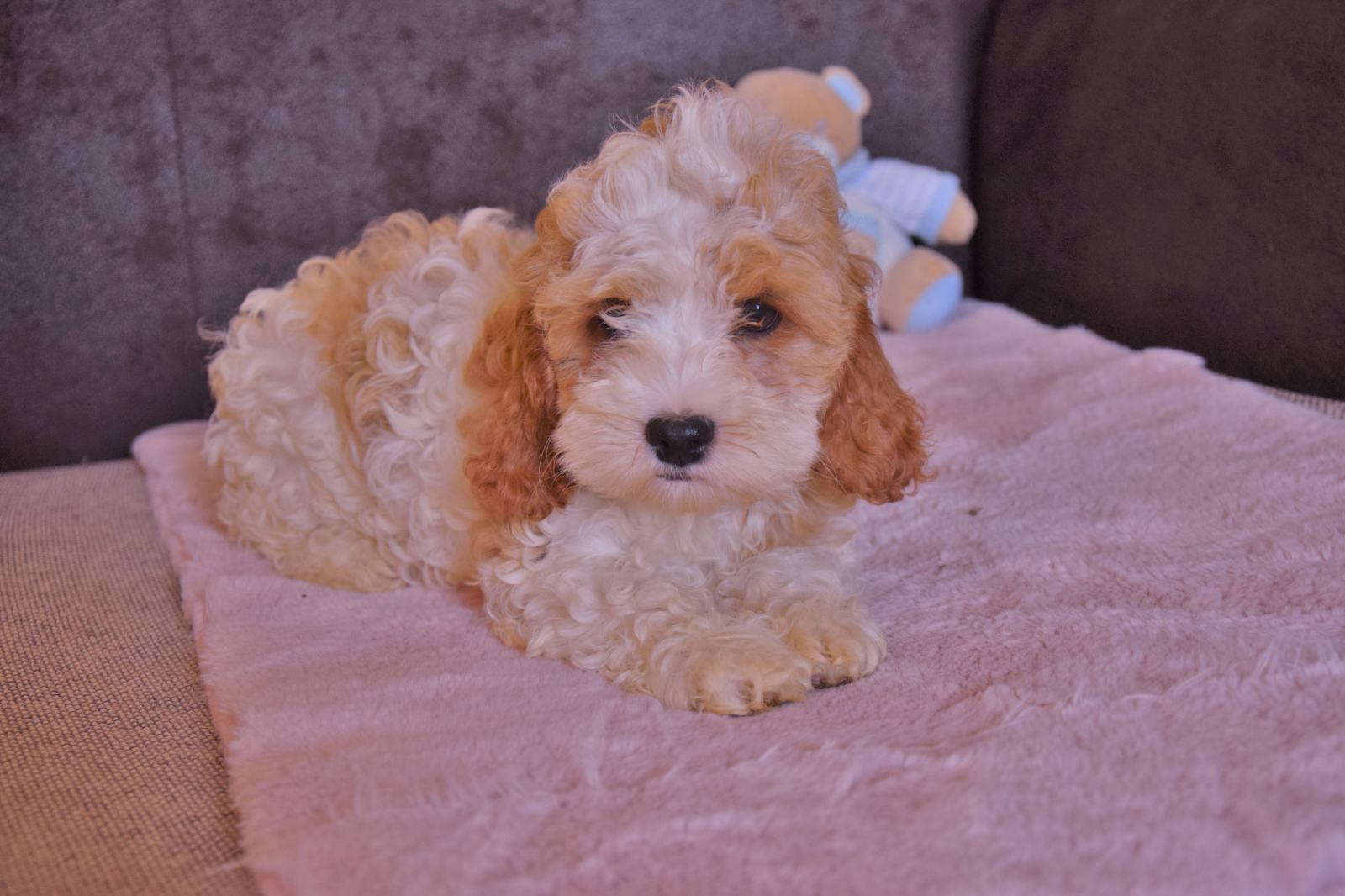 Cavapoo mladici Slovensko leglo