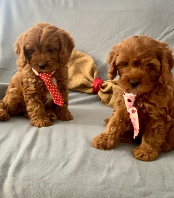 Cavapoo mladički - (mini poodle/pudelj + kavalir) - DOSTAVA