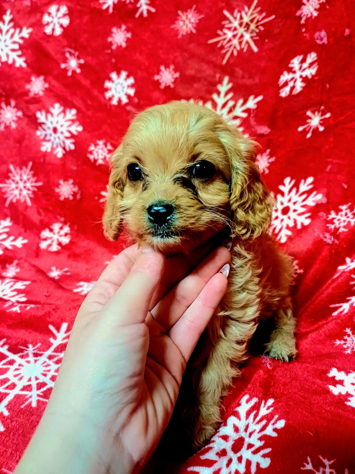 CAVAPOO MLADIČKI- PREVZEM TAKOJ! POGODBA IN RAČUN!