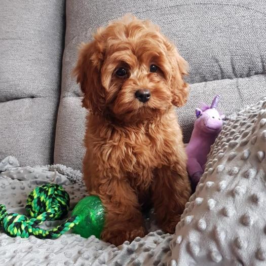 Cavapoo mladički