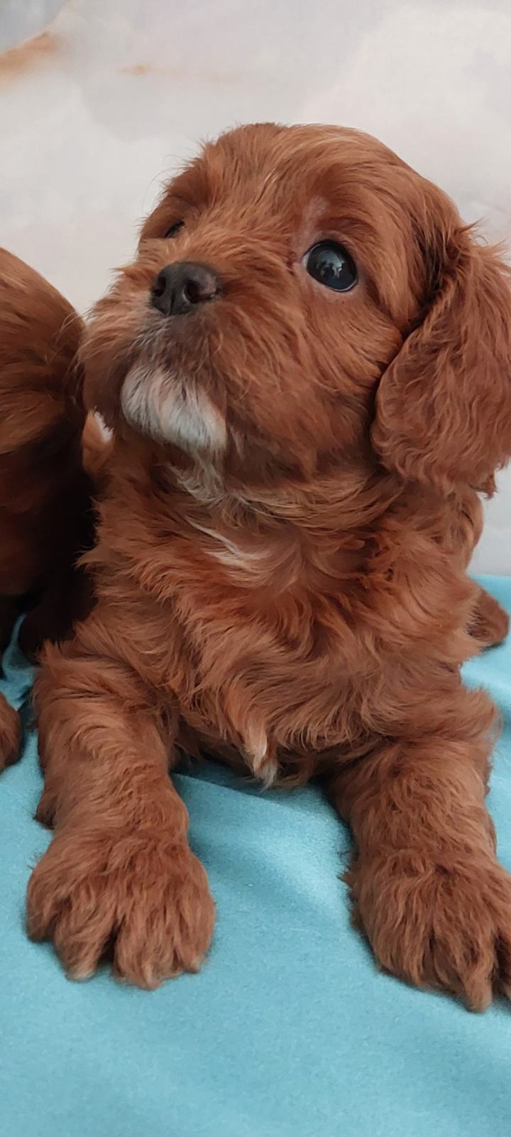 CAVAPOO mladički-Slovensko leglo