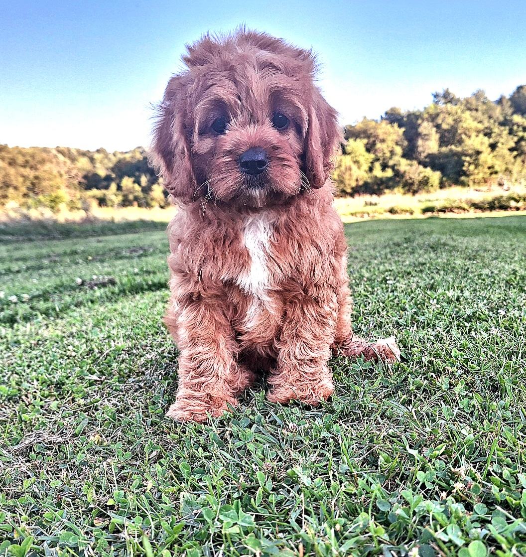Cavapoo