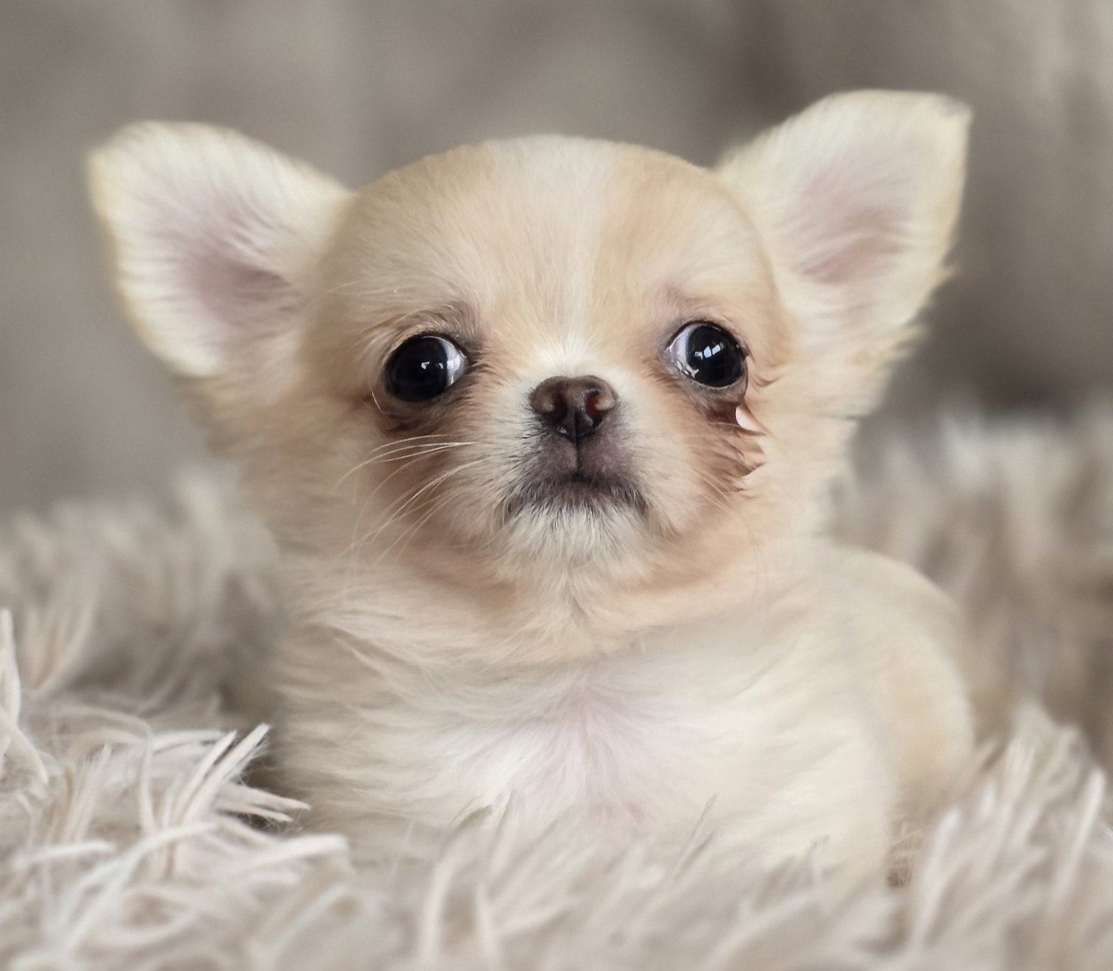 Čivava - chihuahua