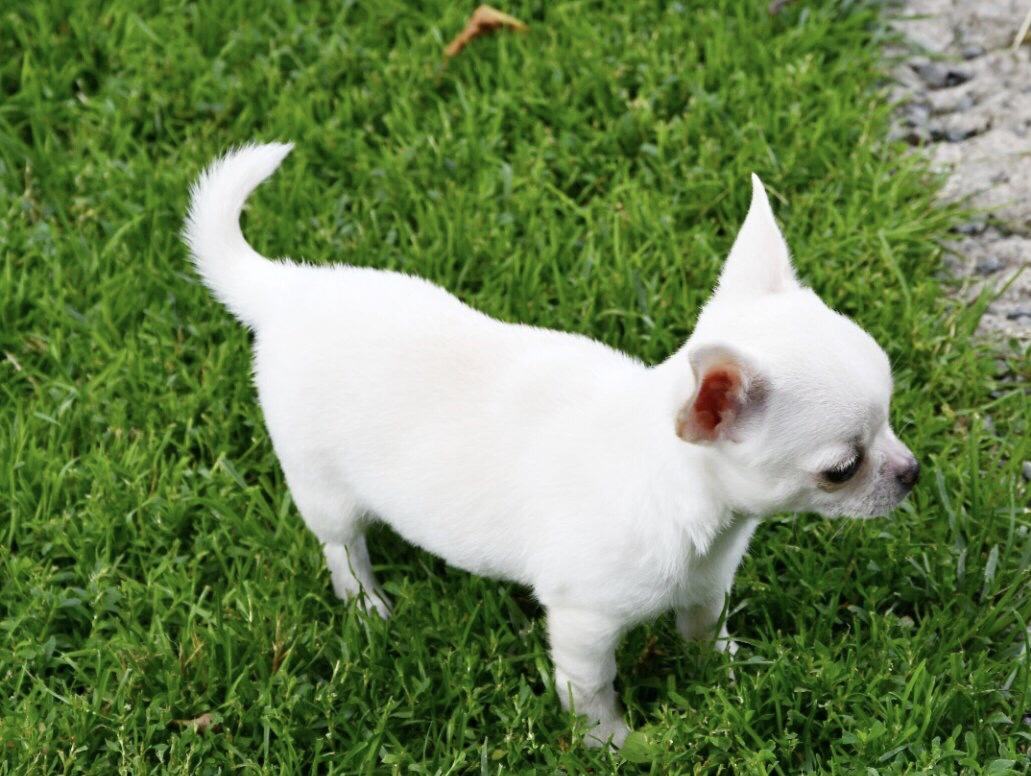 Čivava mladič mini