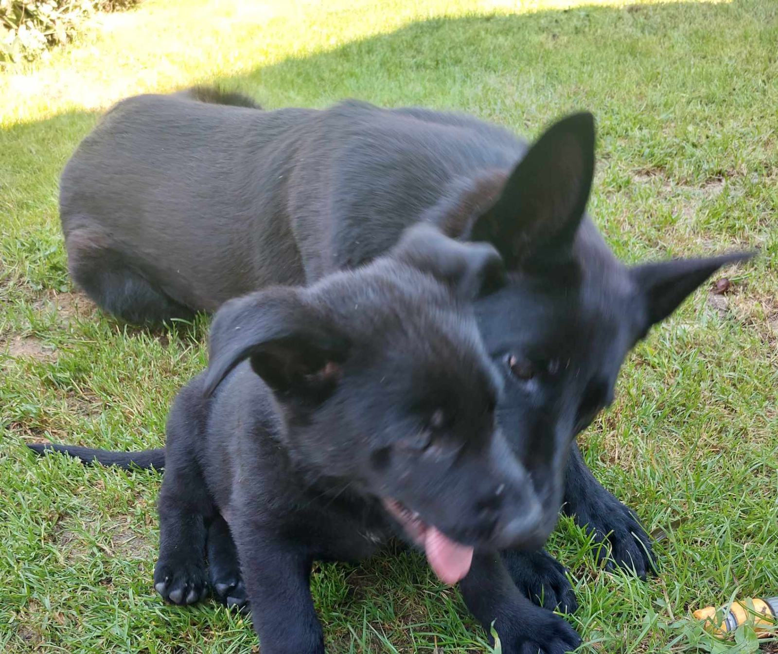 ČRNI NEMŠKI OVČAR