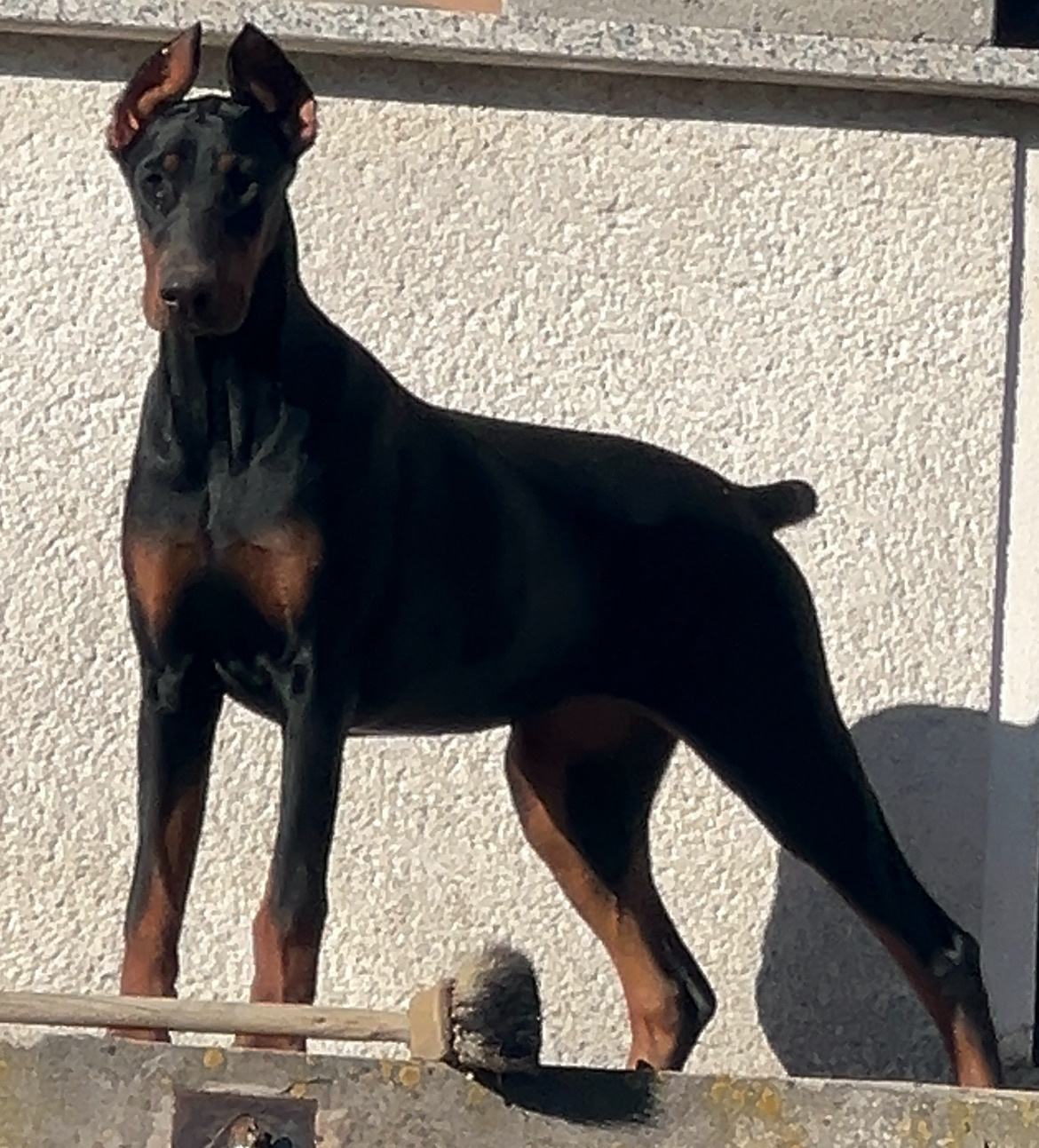 Doberman mladiči Samicka