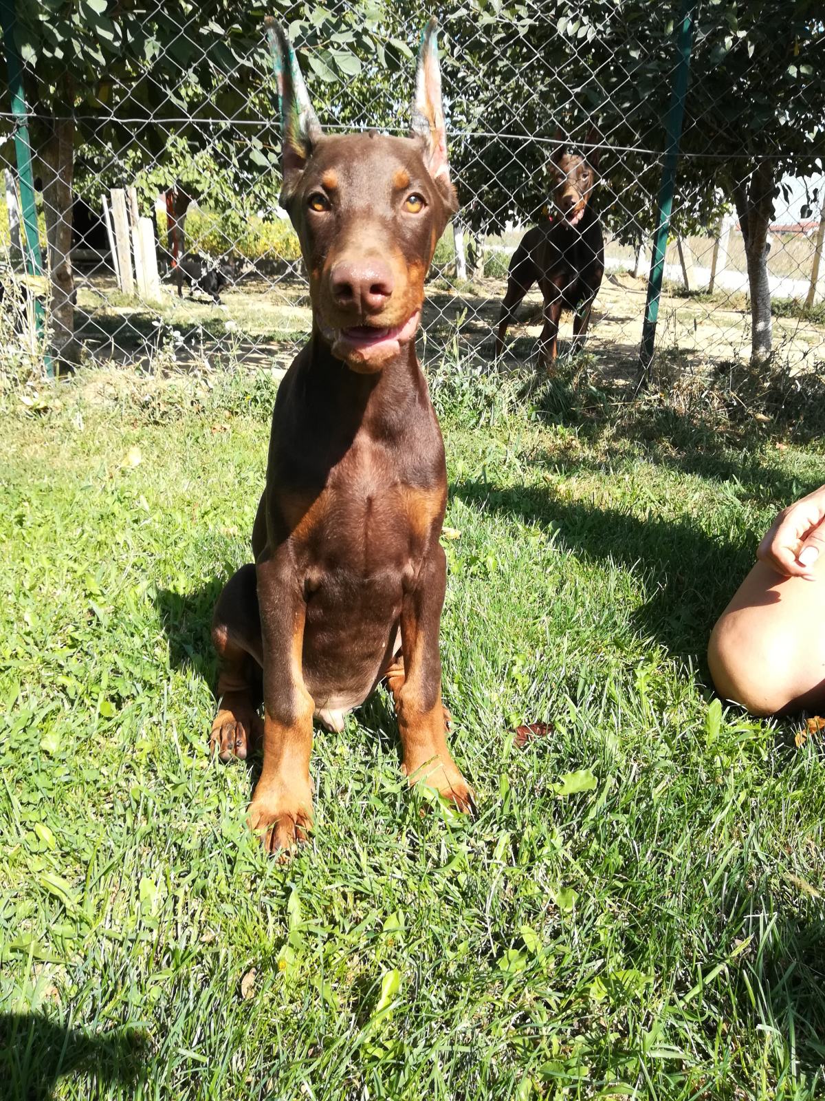 Doberman