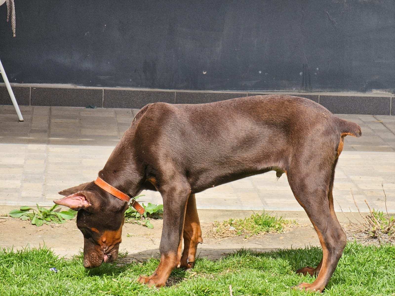 Doberman