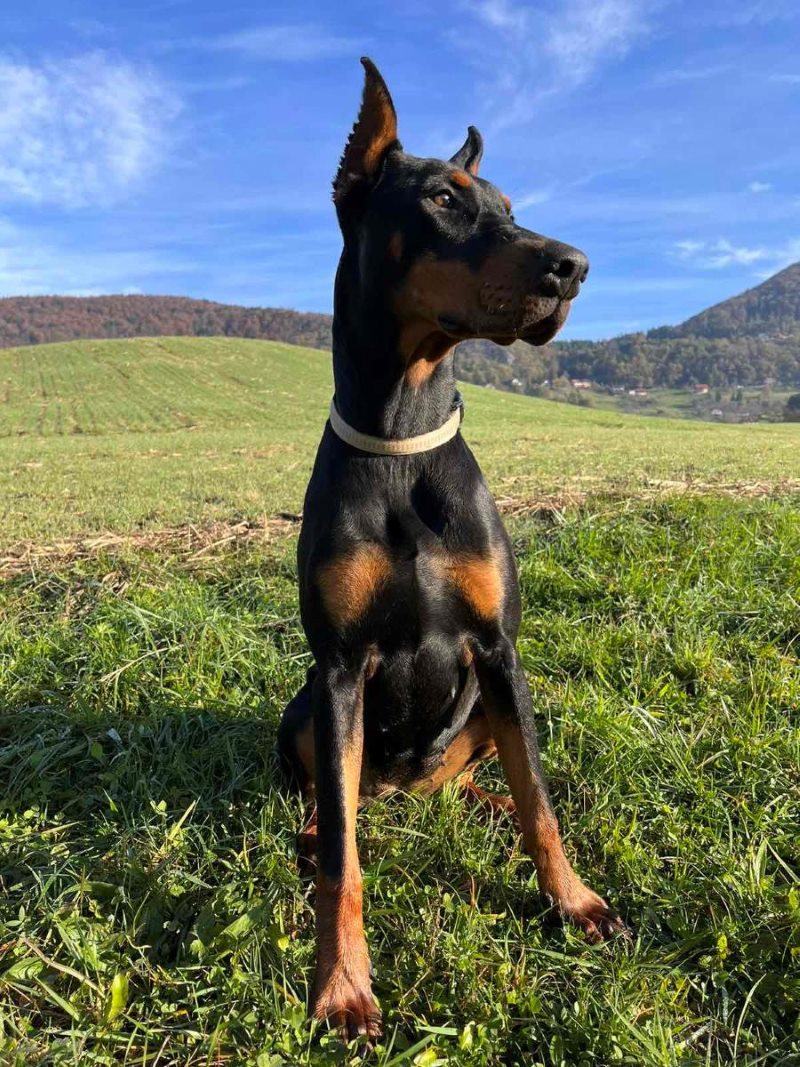 Doberman