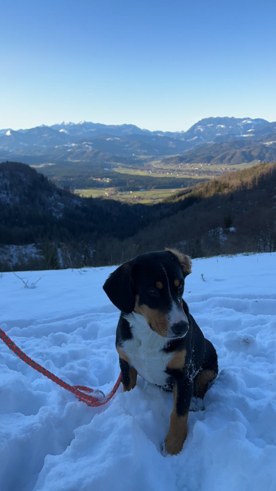 Entlebuški planšarski pes