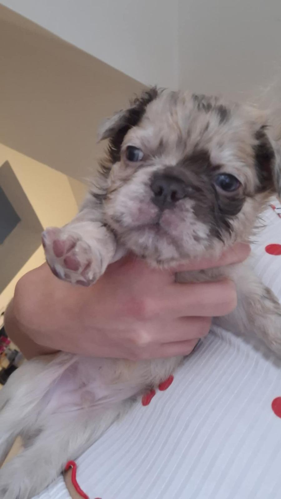 FRANCOSKI BULDOG LILAC MERLE CHOCO MERLE FULL FLUFFY