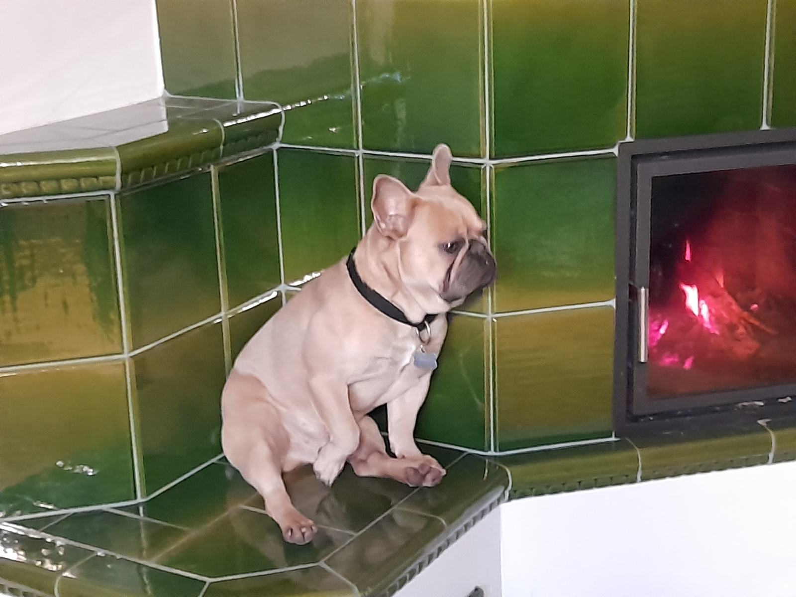 Francoski buldog za parjenje
