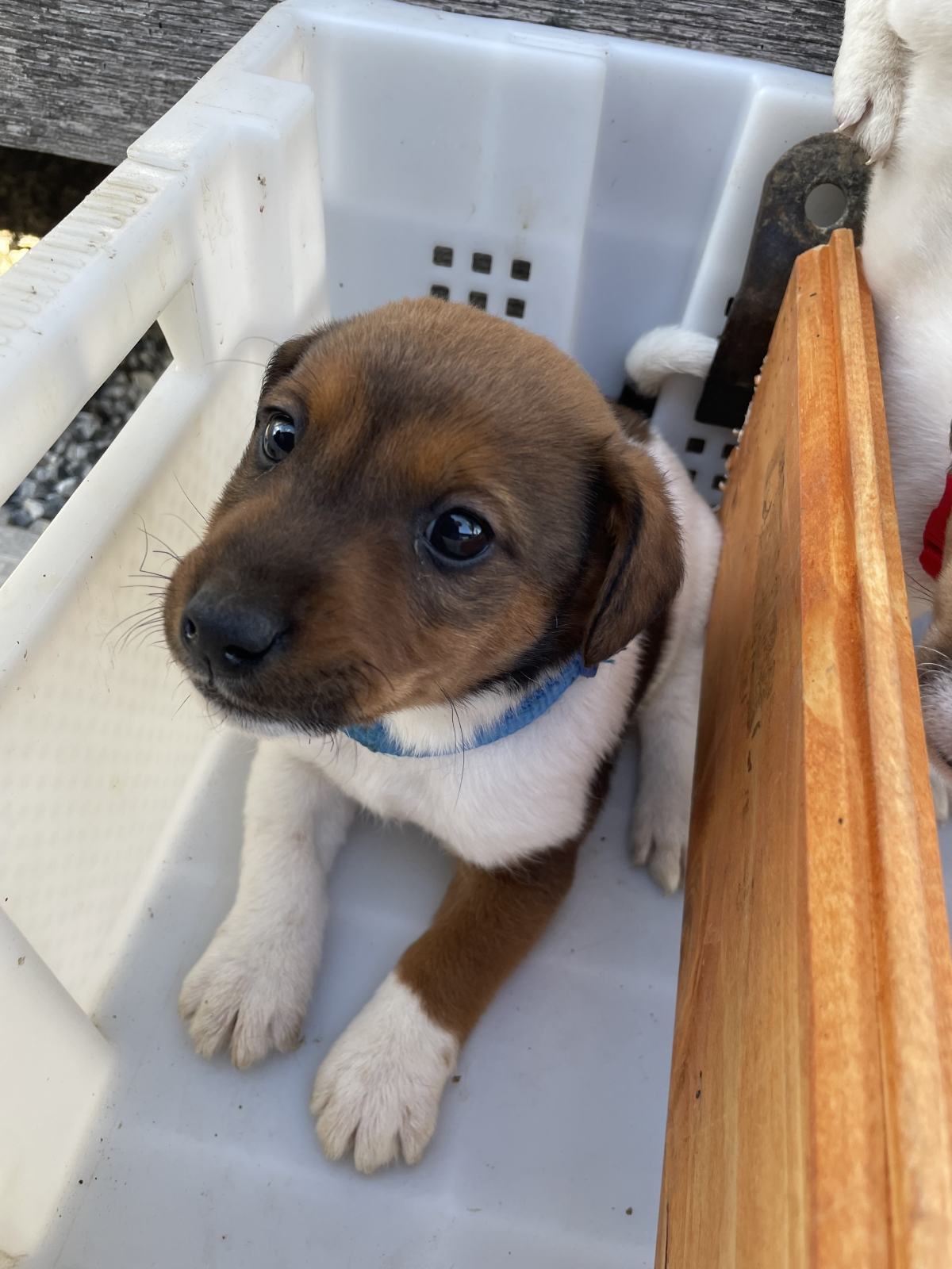 Jack Russell Terier - trikolor