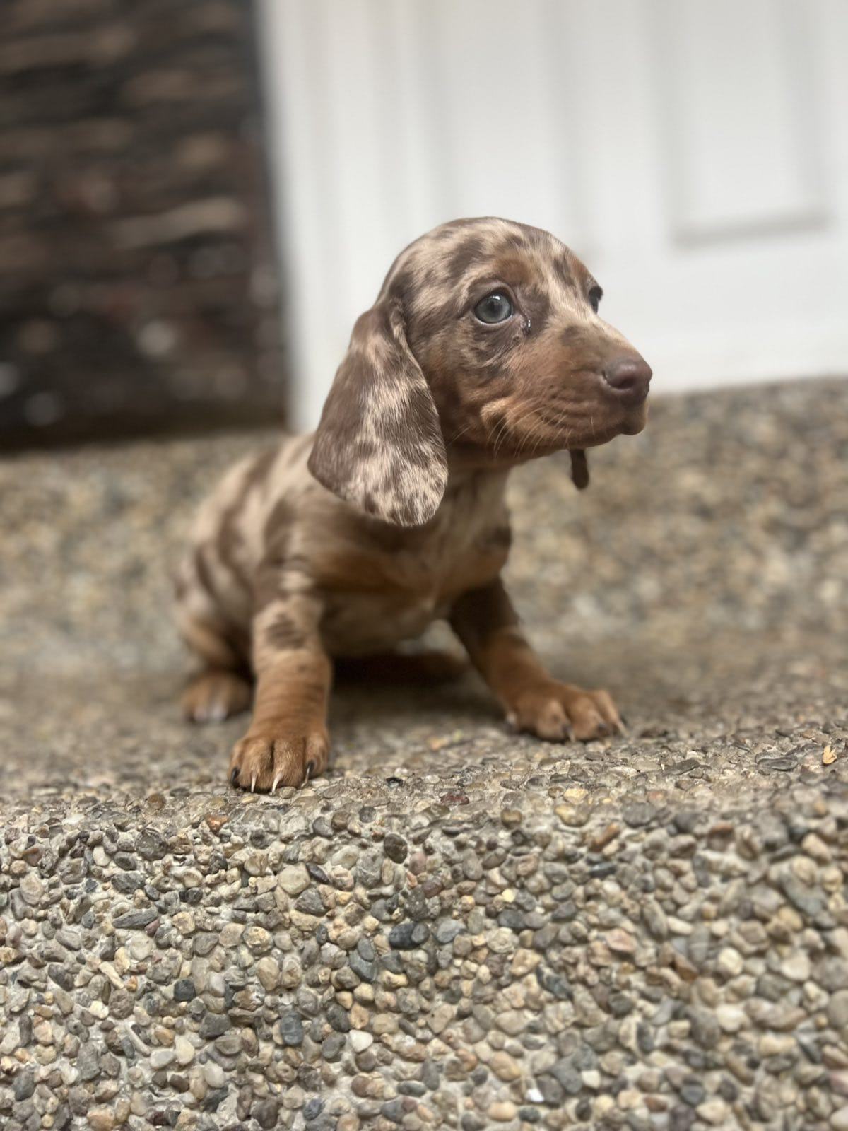 Jazbečarji pritlikavi choco in choco merle