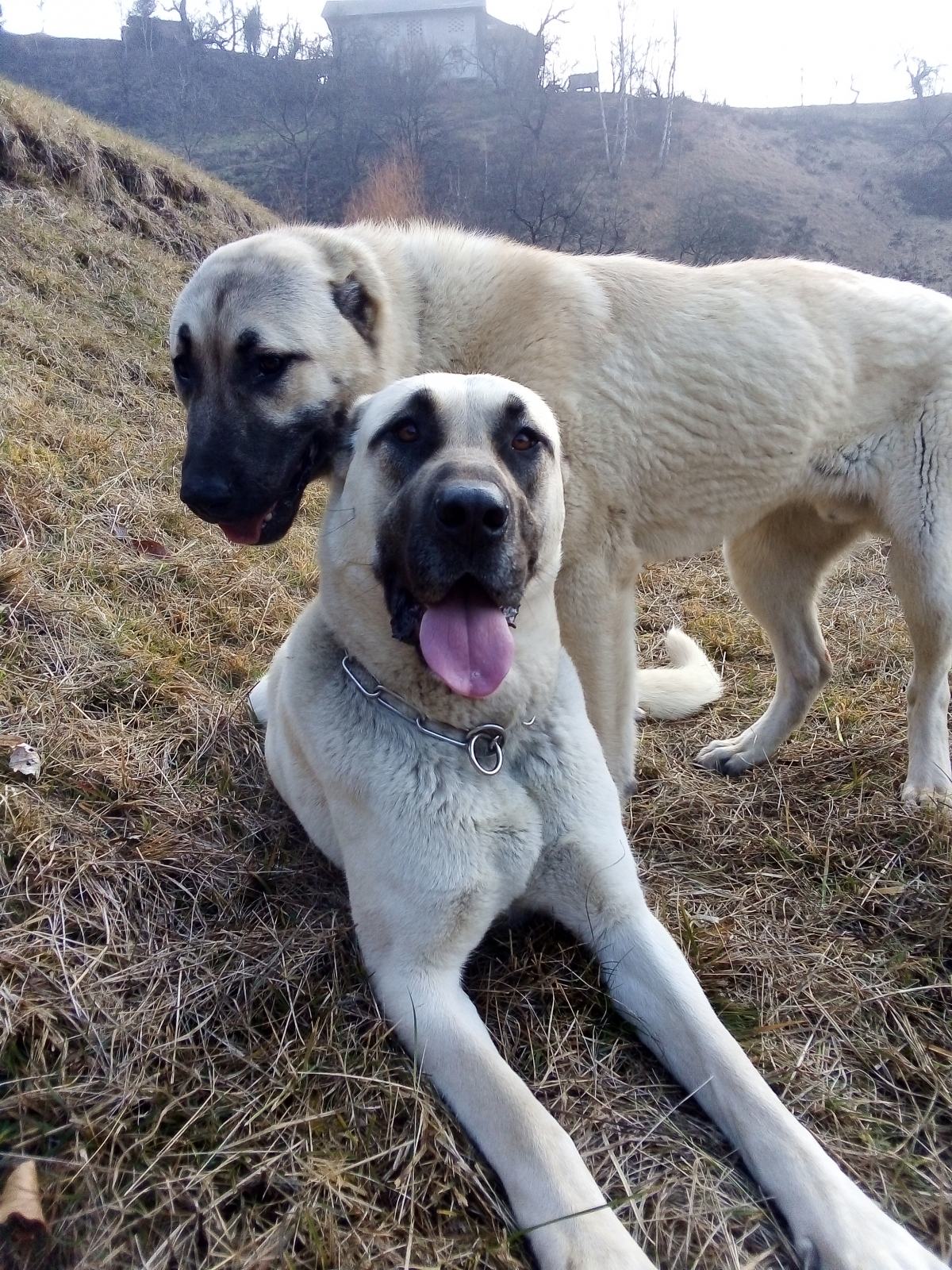 Kangal, anatolski pastirski pes