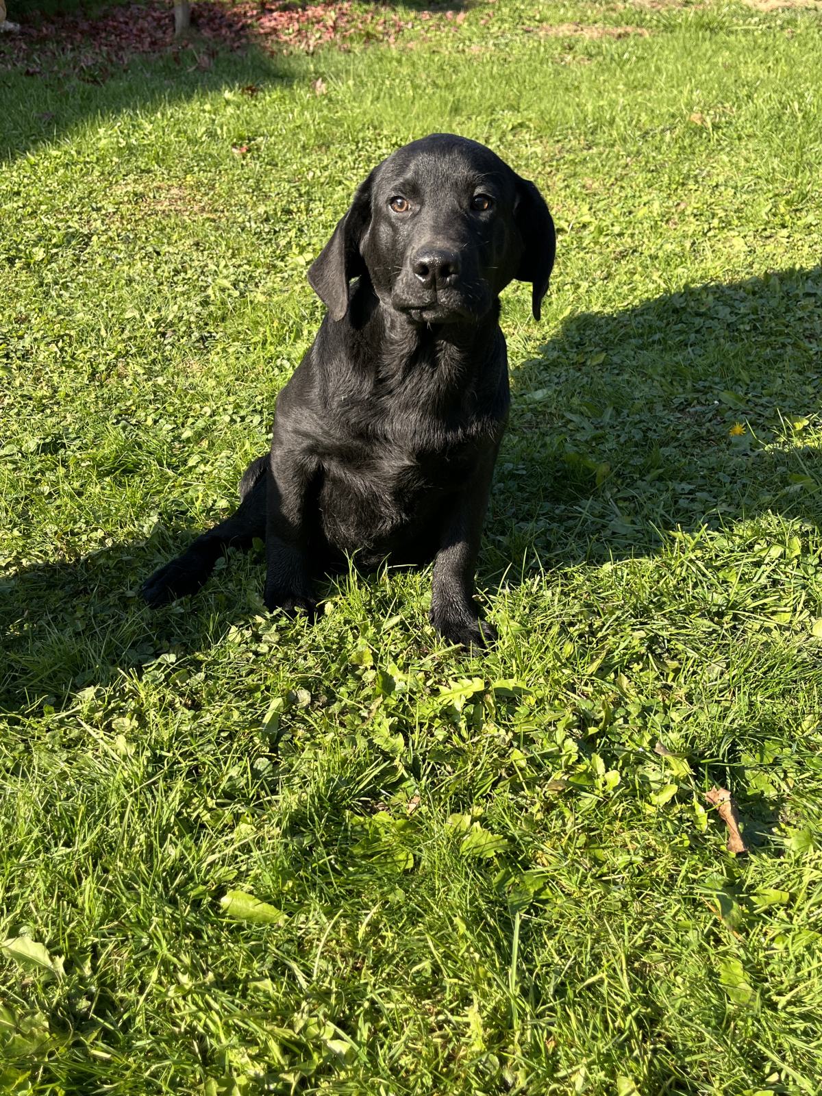 LABRADORCI ČRNI