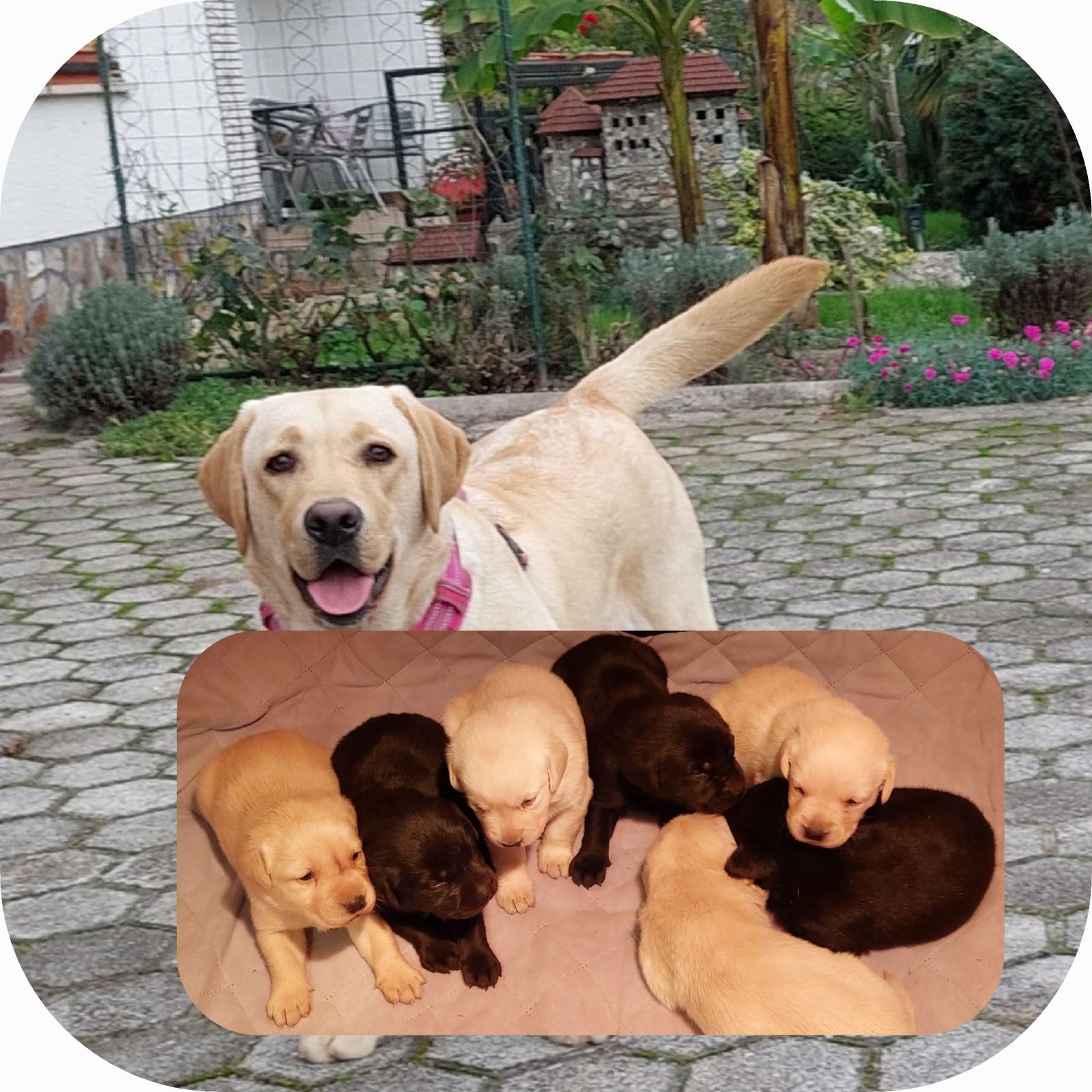 LABRADOREC - LABRADOR - mladički svetli in črni