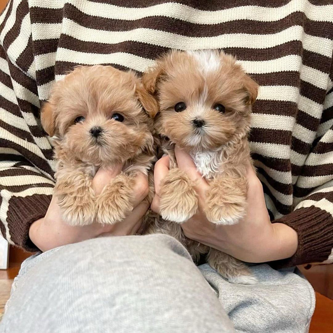 Maltipoo mladički