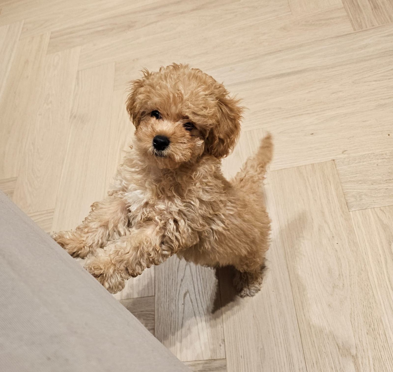 MALTIPOO MLADICKI