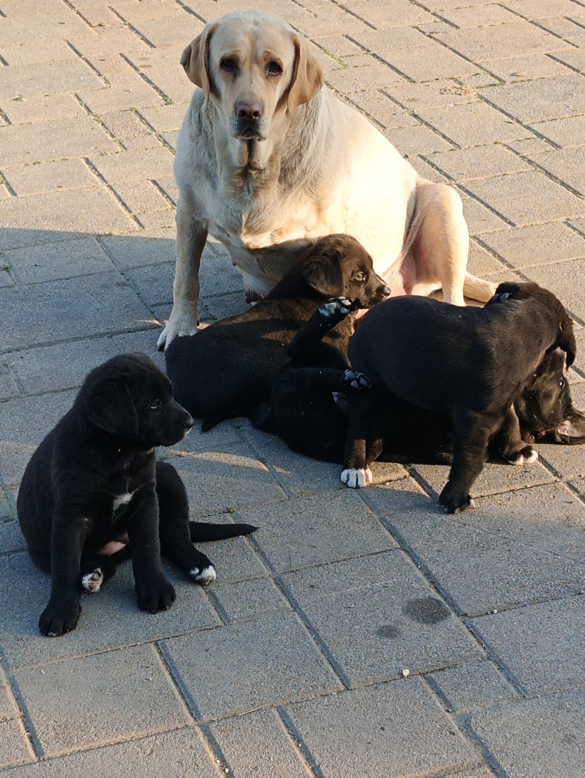 Mešanci labradorec-bernski planšar