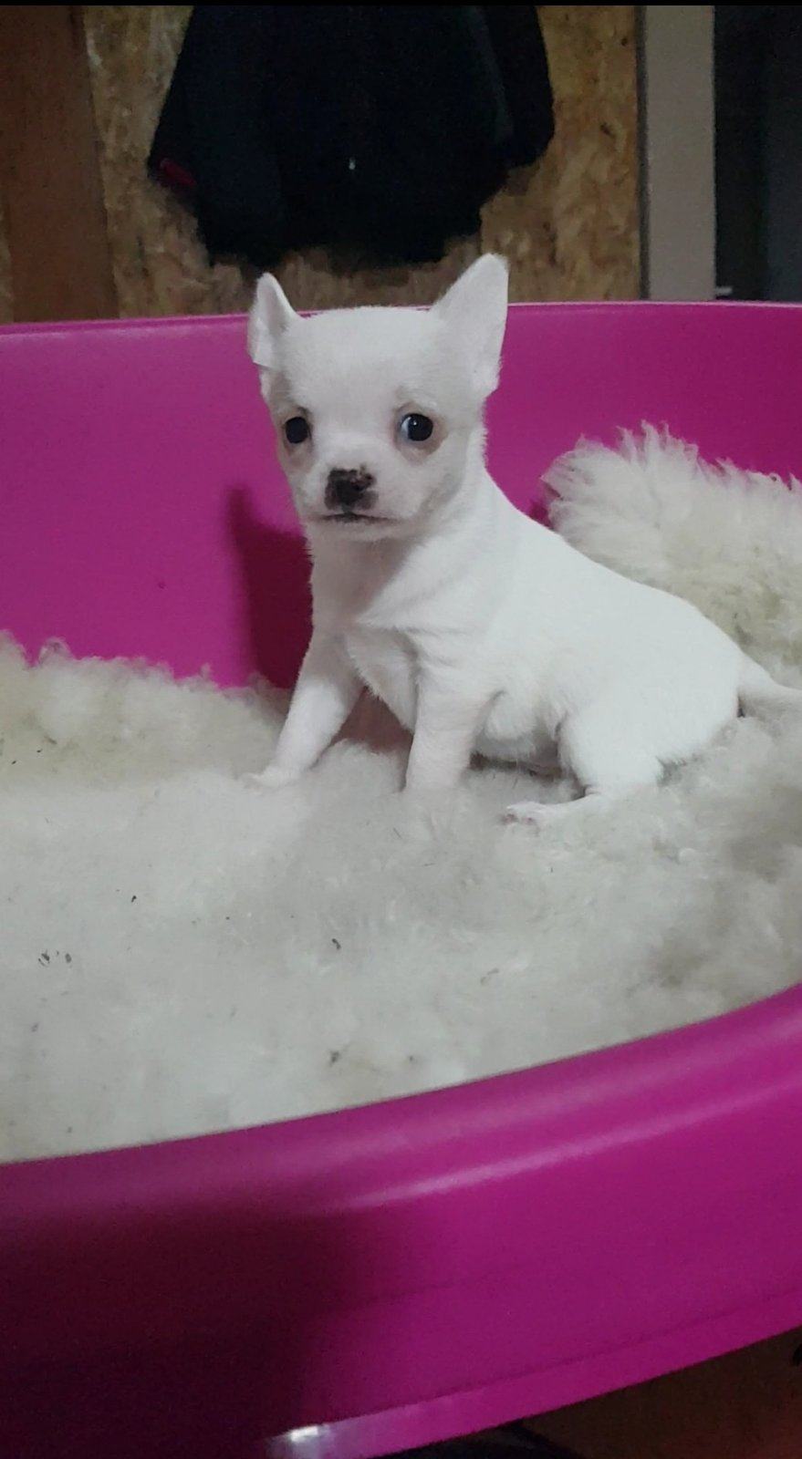 Mini Čivava
