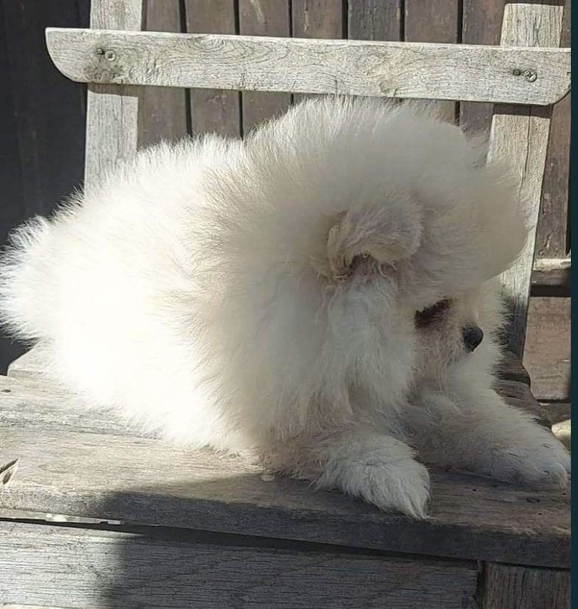 Mini pomeranec