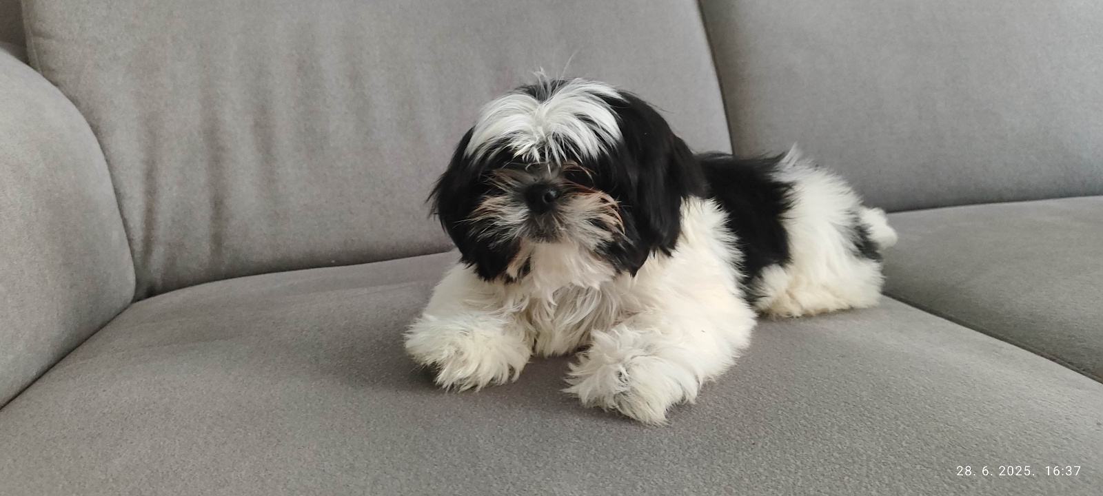 Mini shi tzu