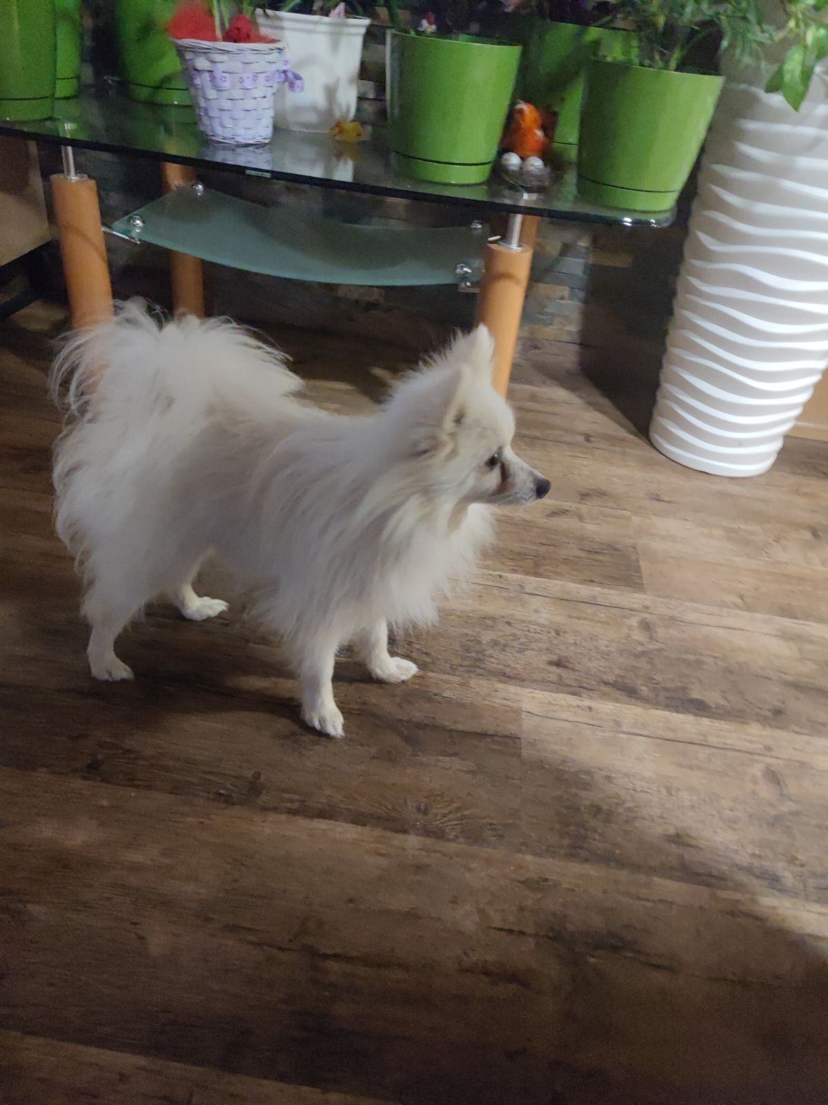 mini spic