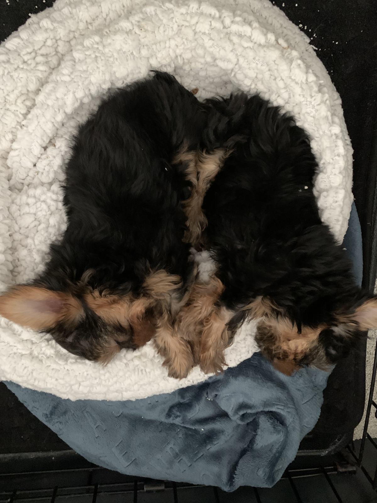 Mini Yorkshire terrier