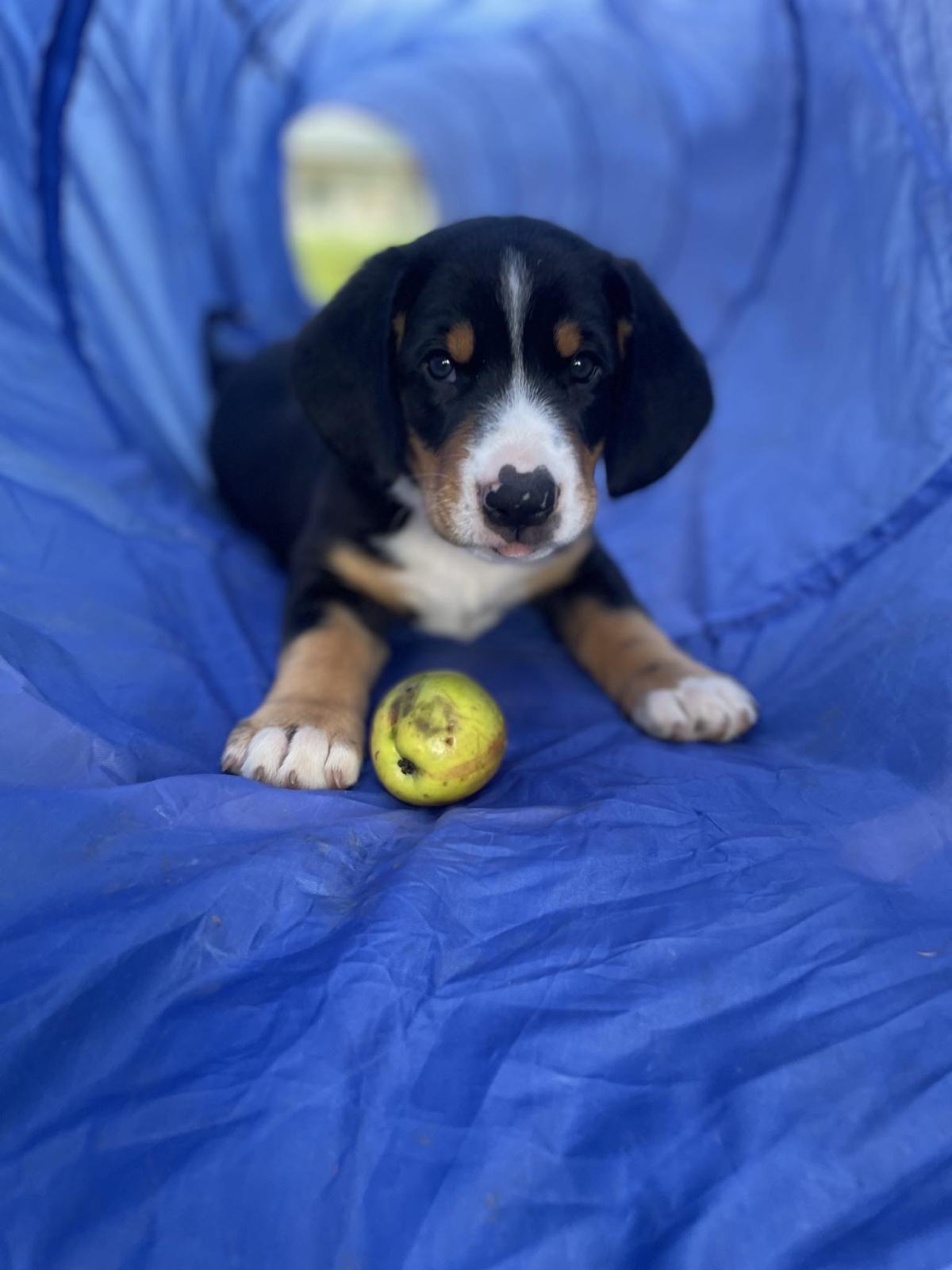 Mladiči Entlebuški planšarski pes
