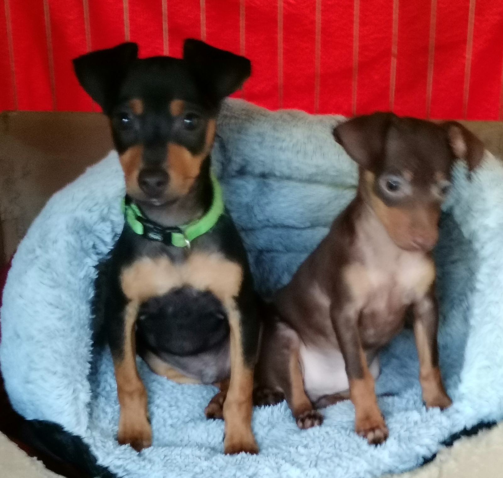 Mladiči: PRAŠKI PODGANAR (Prague Ratter)